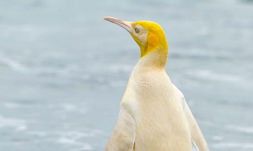 Photographer Spots A Yellow Penguin, Potentially The First Of Its Kind ...