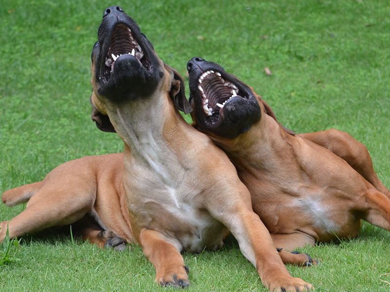 Research Reveals Animals Laugh Too - racooned